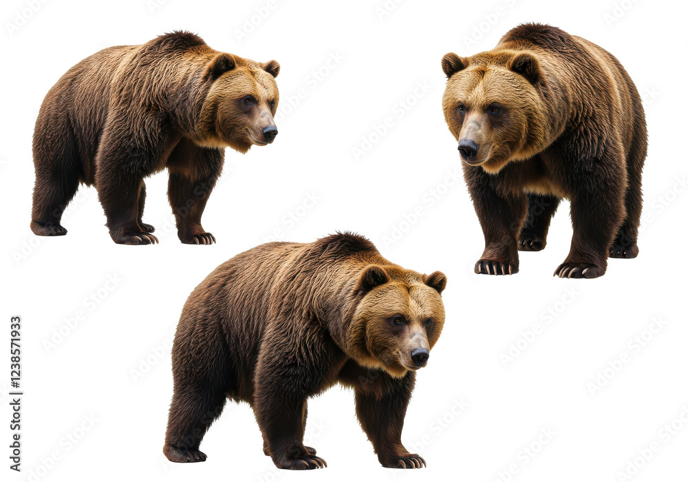 three brown bears in different poses, isolated on white background ...