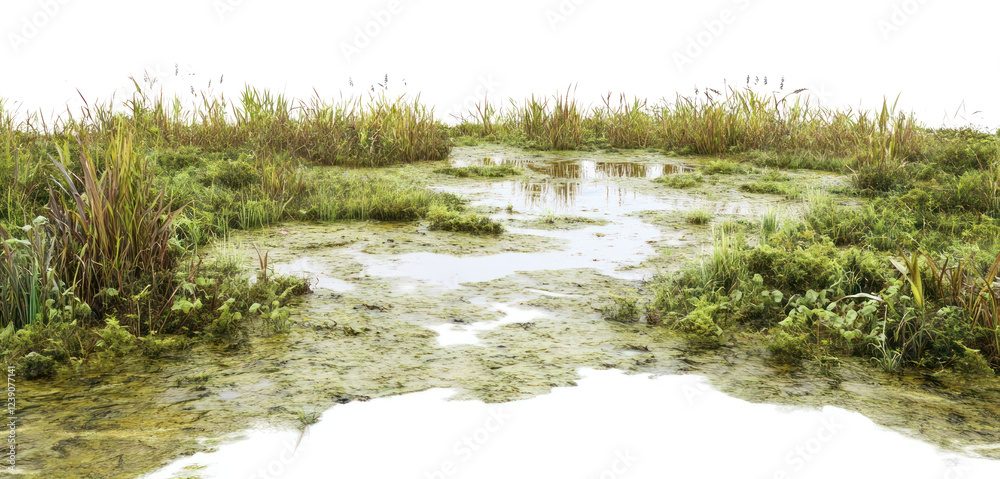 PNG Vegetation nature swamp water. Stock Photo | Adobe Stock