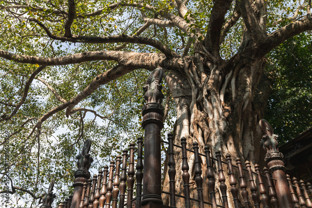 An old tree grows at the Gangaramaya Temple garden. Colombo, Sri Lanka ...