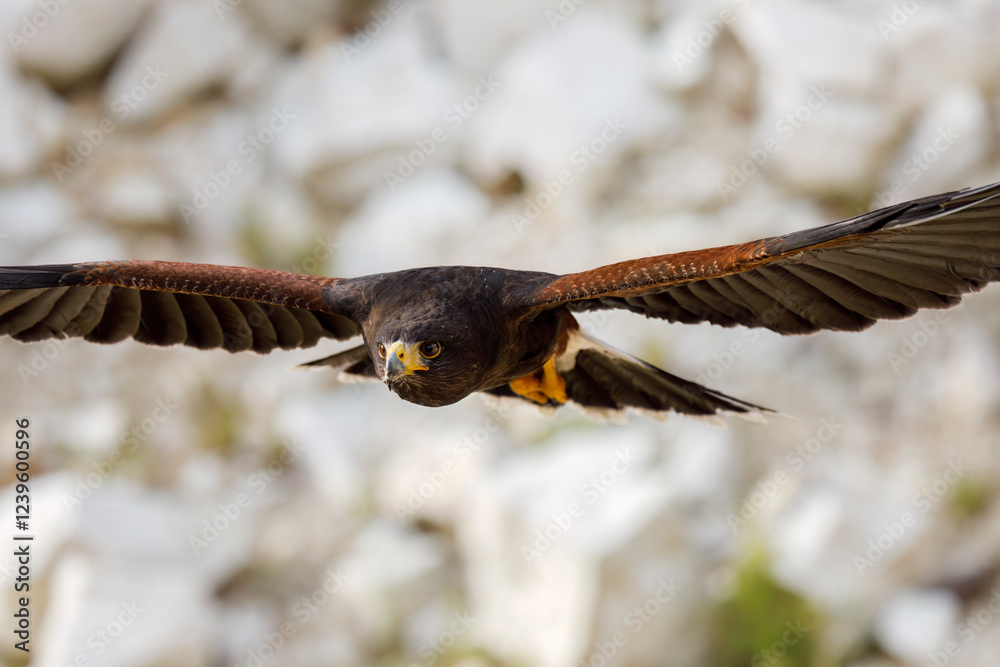 Hawk in flight. Harris's hawk, Parabuteo unicinctus, flying with widely ...