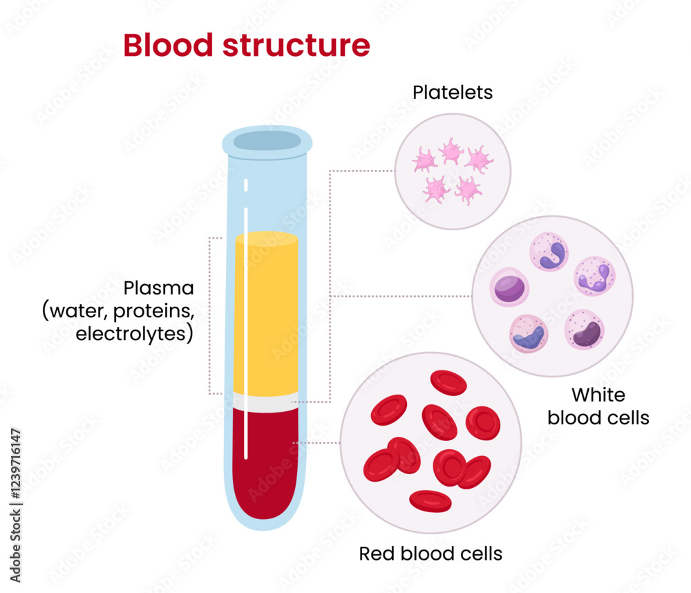 Vector illustration of a test tube filled with blood, showing ...