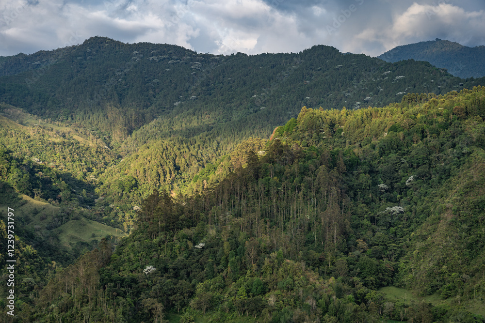 Misty alpine landscape of Cocora valley, Salento, Colombia, South ...