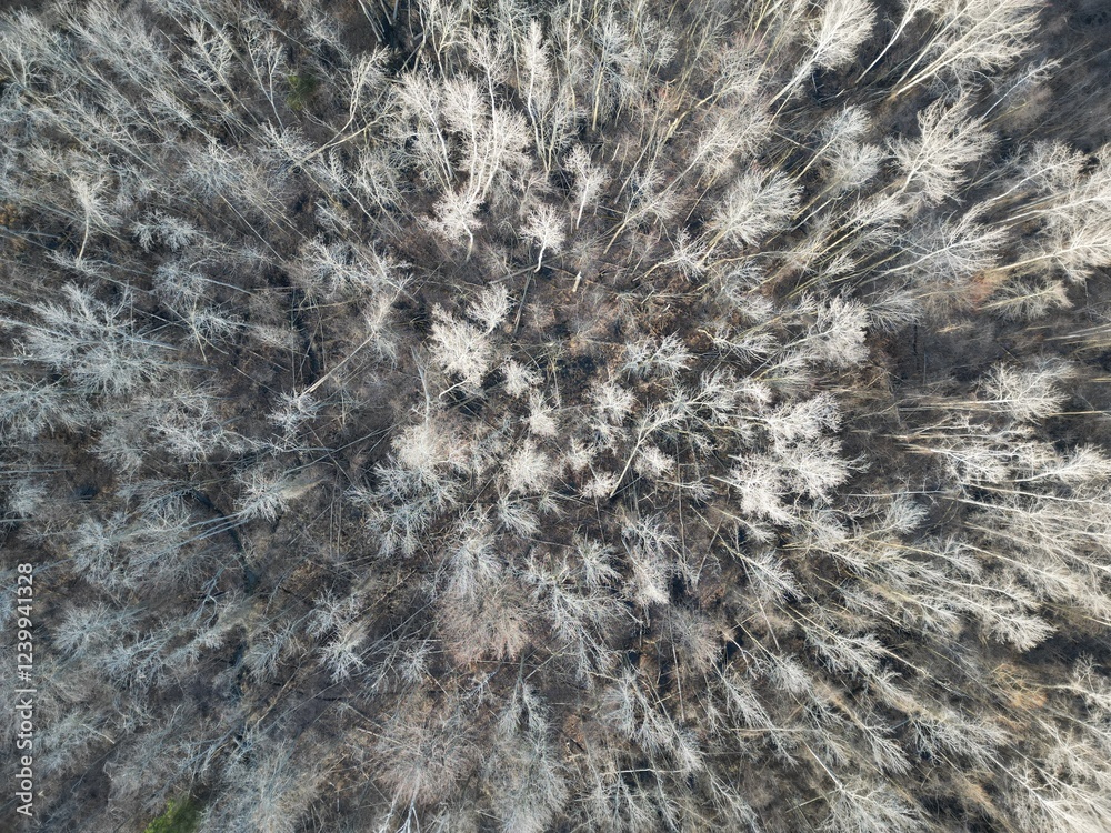 Vertical aerial view of a deciduous forest canopy in winter - Vue ...