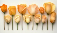 Off White And Yellow Gradient Rose Free Stock Photo - Public Domain ...