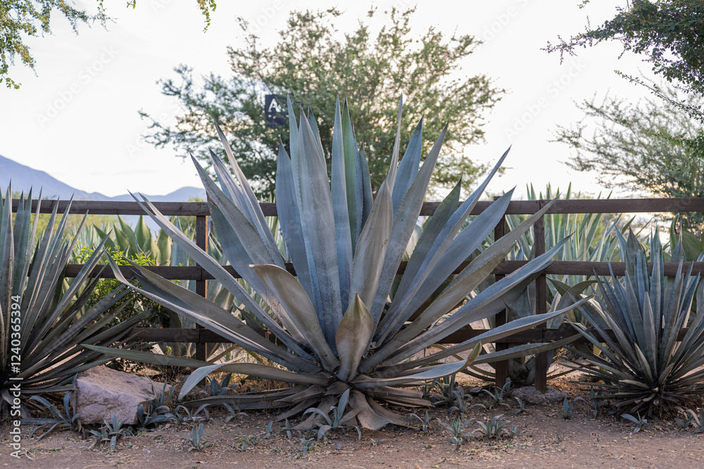 Pencas de agave para destilar mezcal y tequila en México, bebida con ...