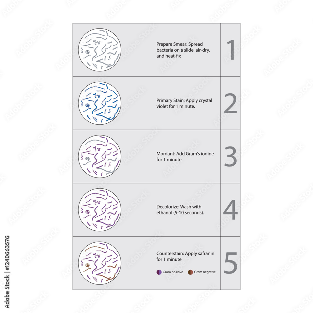 Diagram showing gram staining technique steps - microbiology laboratory ...
