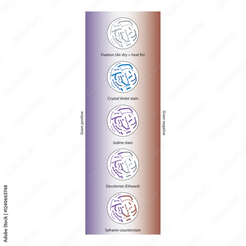 Diagram showing gram staining technique steps - microbiology laboratory ...