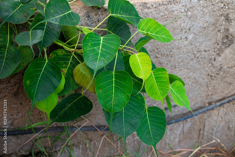 Close up of Sacred Fig Tree's leaves, Pipal Tree, Bohhi Tree, Bo Tree ...
