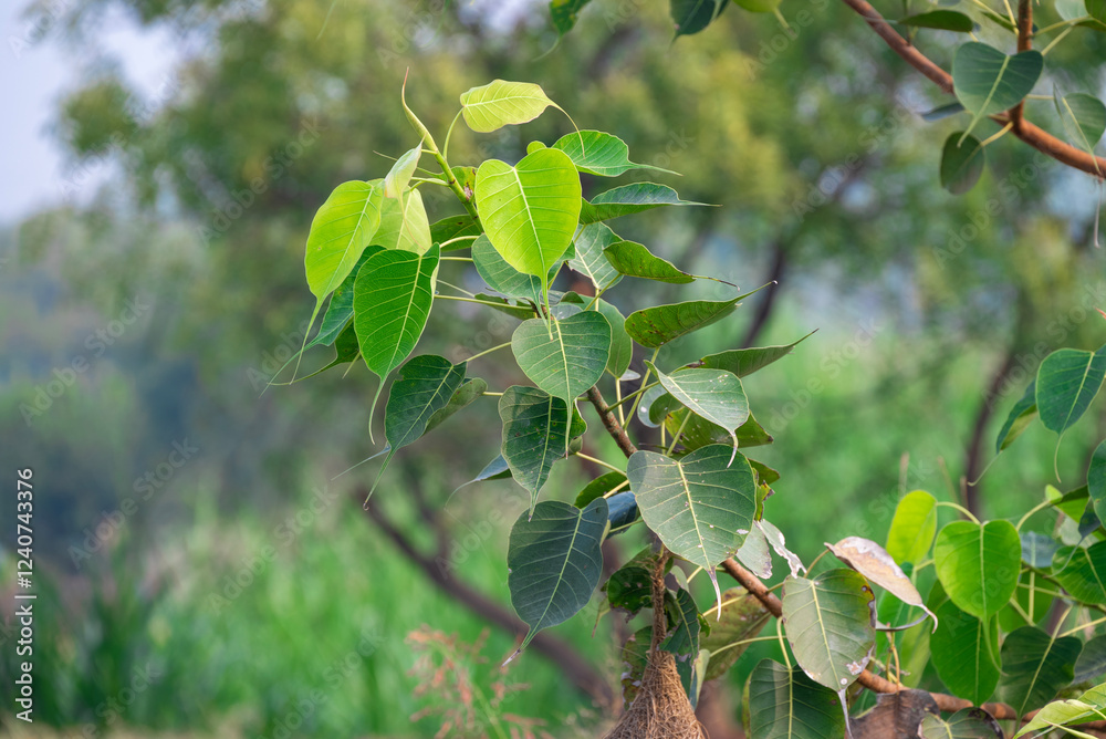 Close up of Sacred Fig Tree's leaves, Pipal Tree, Bohhi Tree, Bo Tree ...