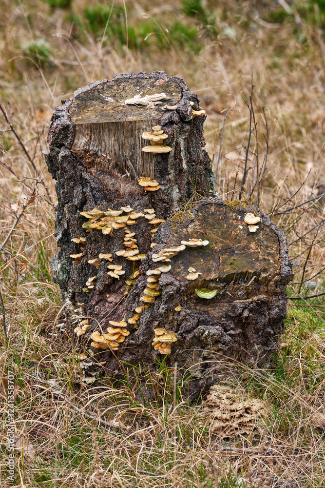 Fungi, tree and wood stump in nature with biodiversity, sustainability ...