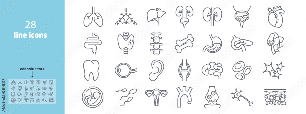 Human anatomy line icons set. Liver, vessels, gallbladder, kidney ...