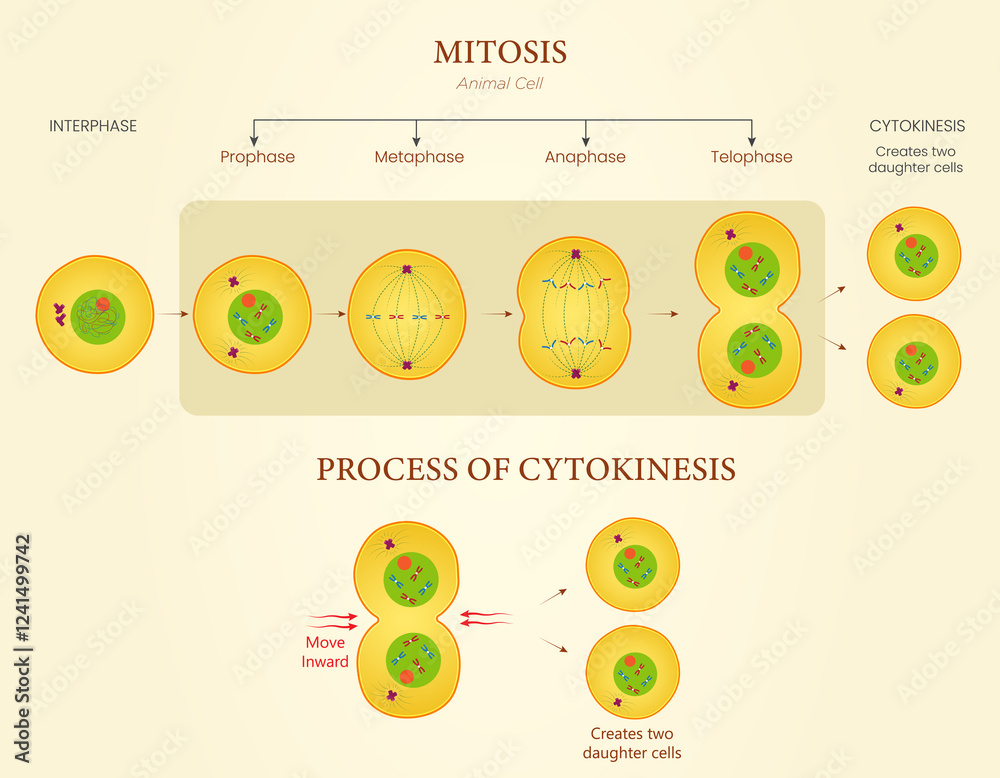Ilustración de Stock Diagram of Mitosis and Cytokinesis Illustration ...