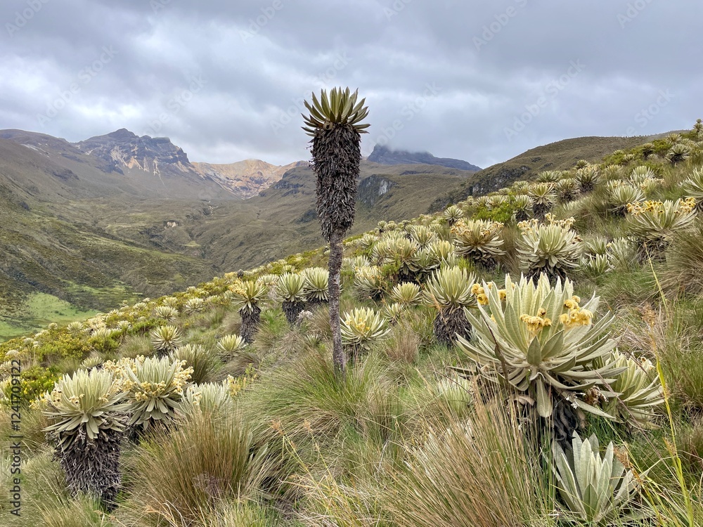 Paramo ecosystem in Los Nevados National Park, Andes Mountains ...