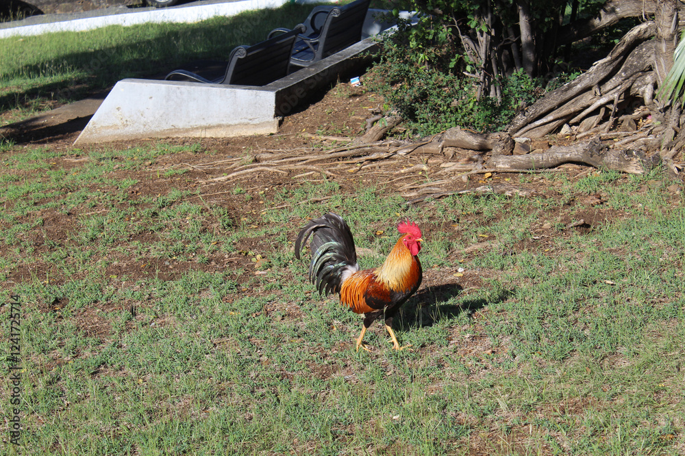 Feral chicken on grass at Charlotte Amalie, St. Thomas, US Virgin ...