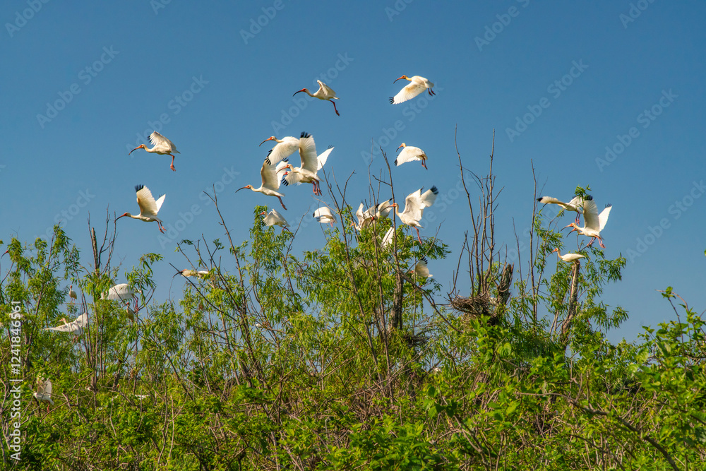 USA, Louisiana, Evangeline Parish. White ibis flock takes flight from ...