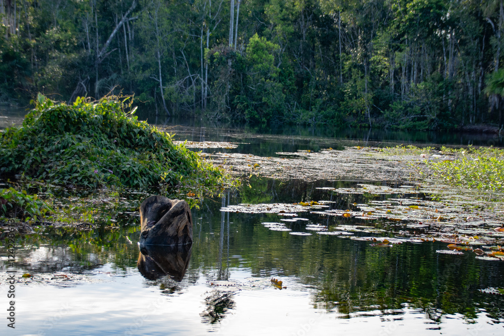 A piece of driftwood and floating aquatic plants on the calm waters of ...