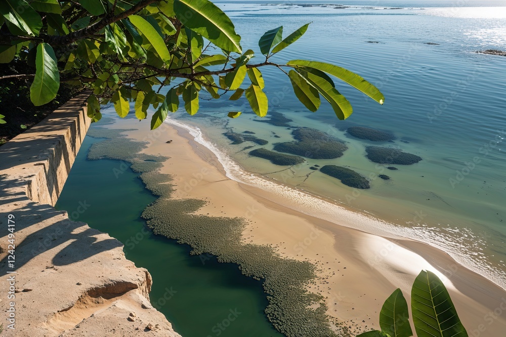 Overhead View of Tidal Pools with Mango Leaves and Sunlit Sandy Beach ...