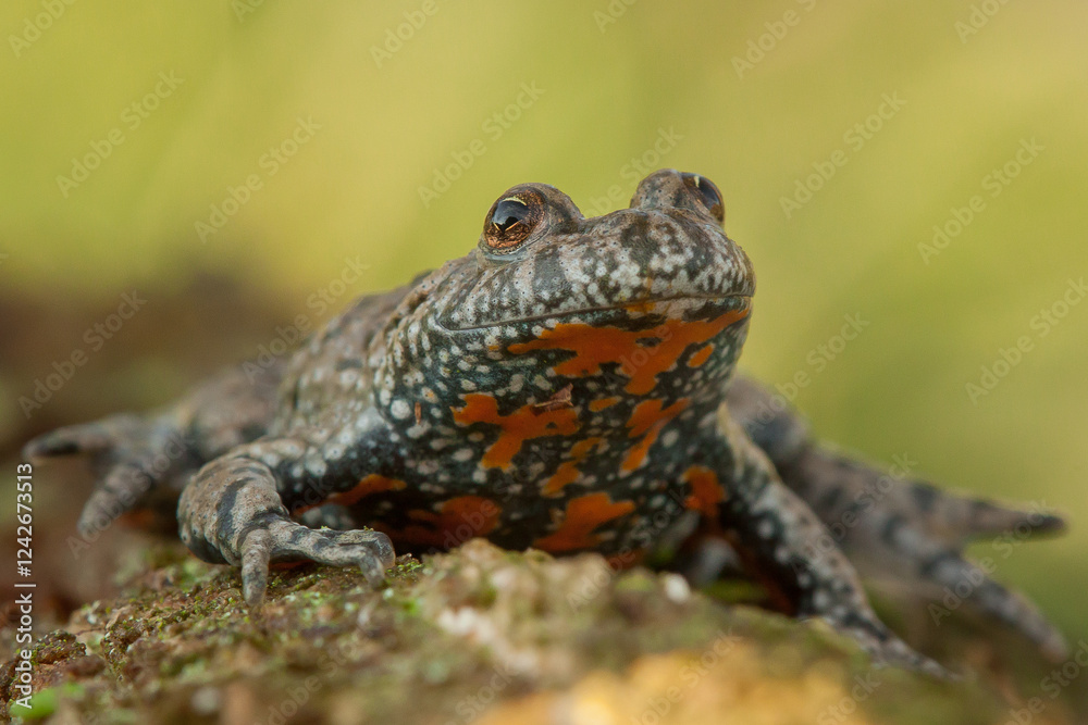 fire-bellied toad, bombina bombina, bombina, frog, toad, red, belly ...