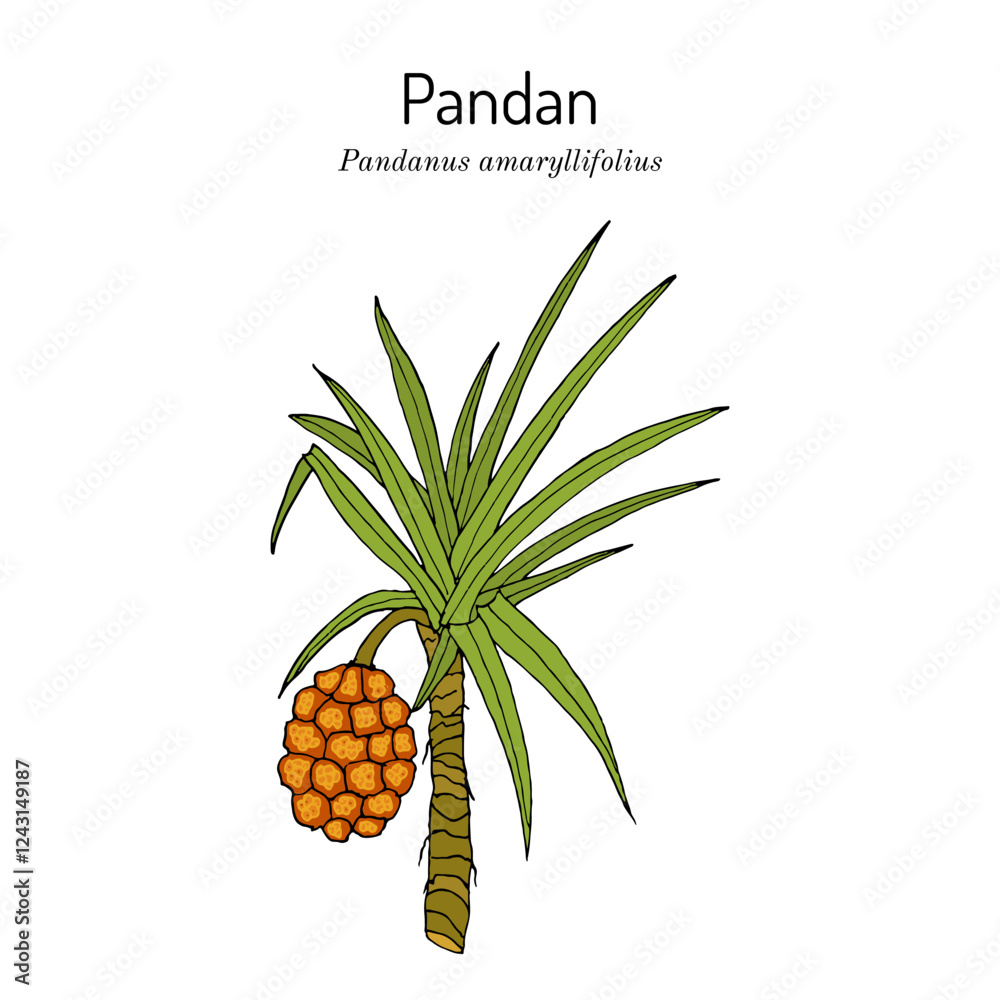 Pandan (Pandanus amaryllifolius), edible and medicinal plant. Hand ...