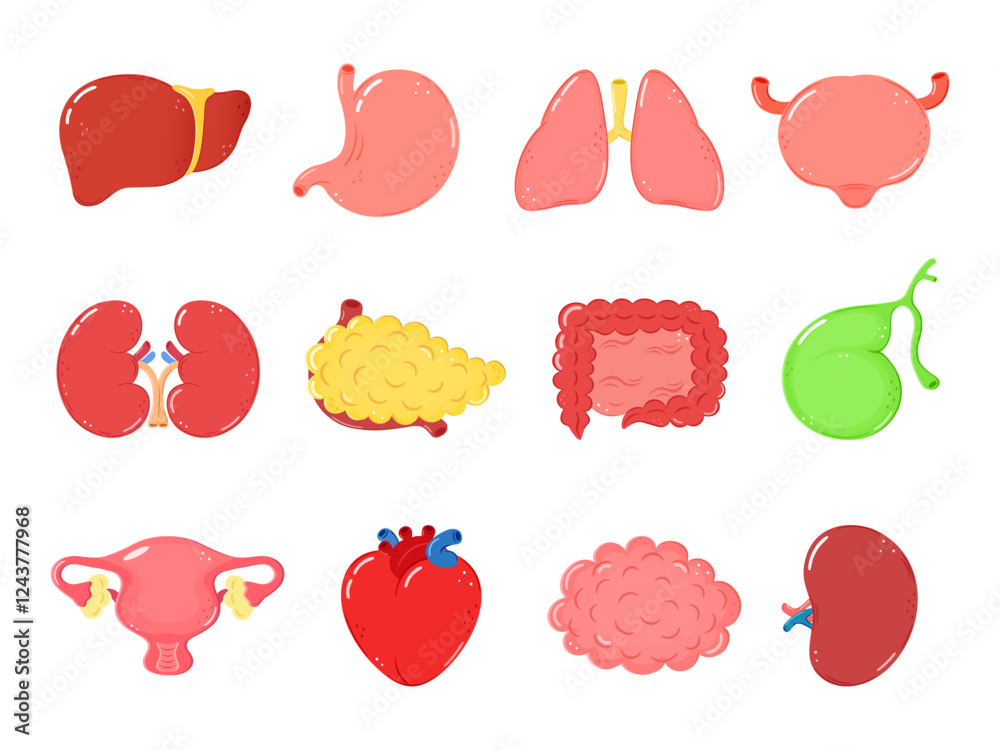 Human internal organs. Human organ heart, liver, stomach, lungs ...