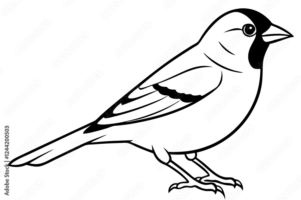 finch bird silhouette line art vector illustration with a white ...
