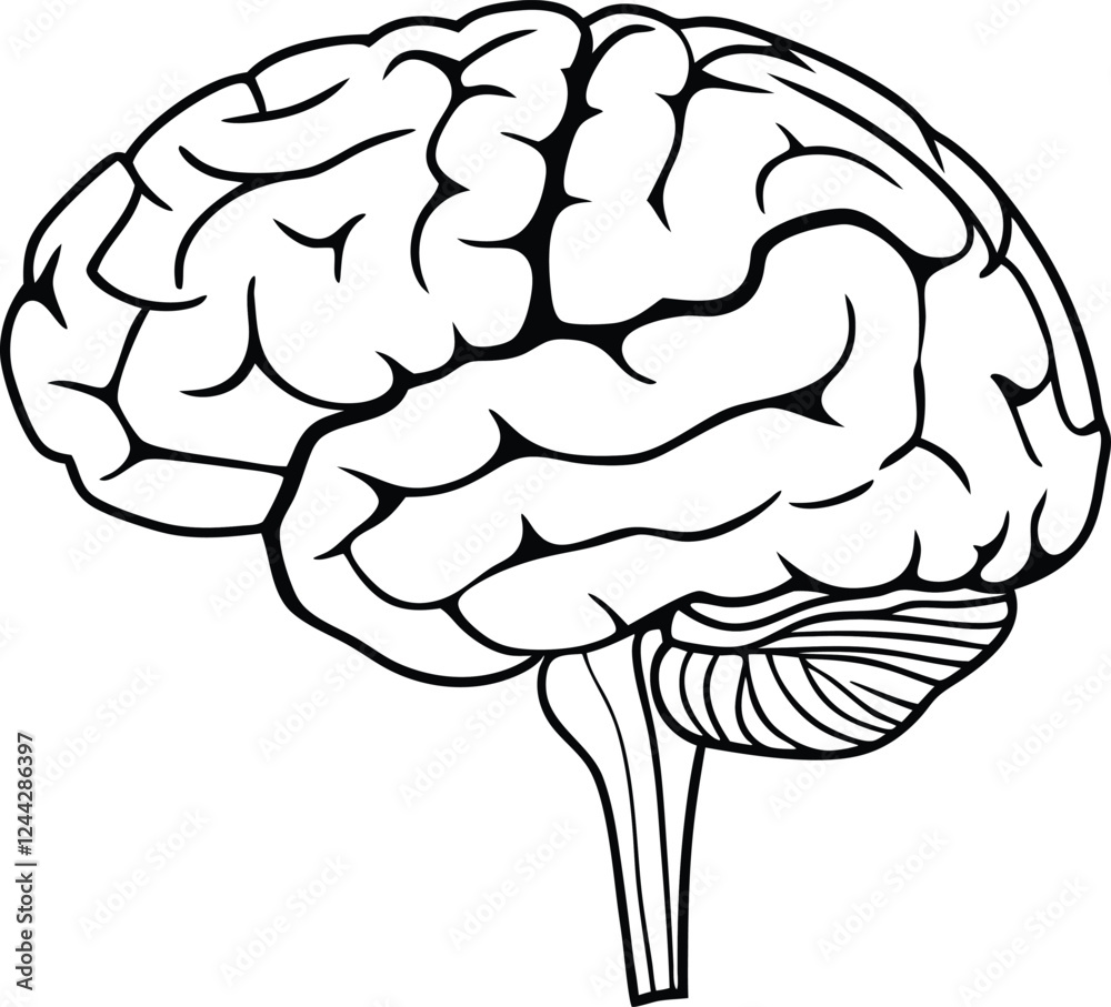 Human brain vector hand drawn. Vector anatomy illustration of the human ...