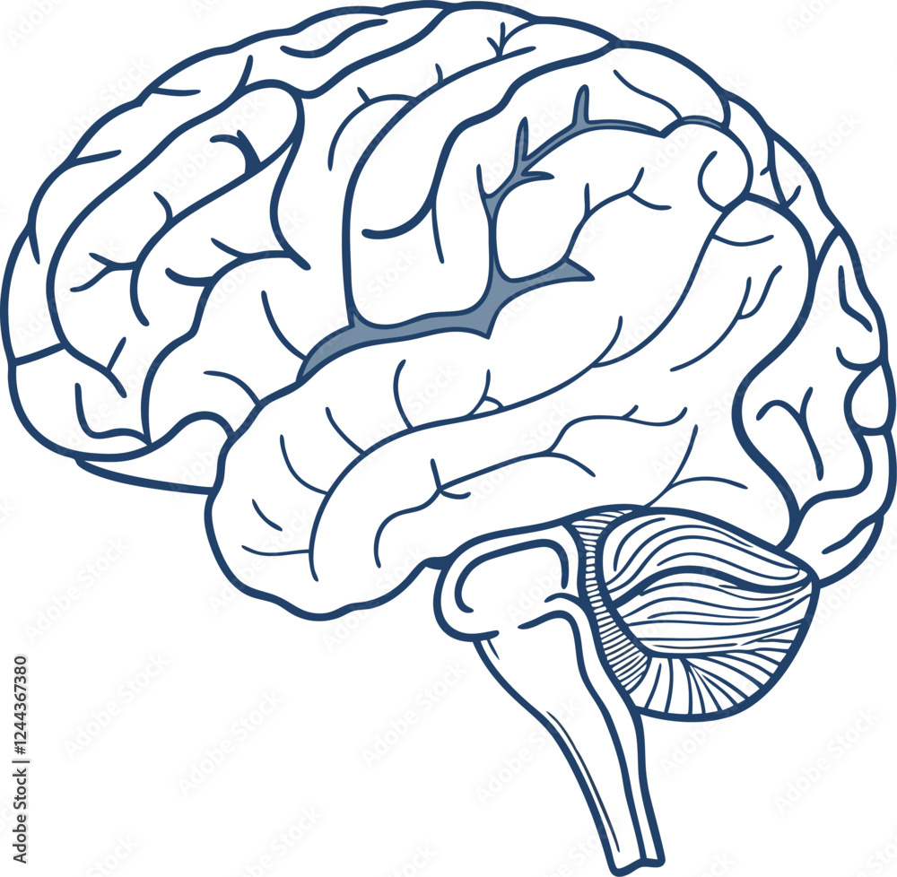 Human brain vector hand drawn. Vector anatomy illustration of the human ...