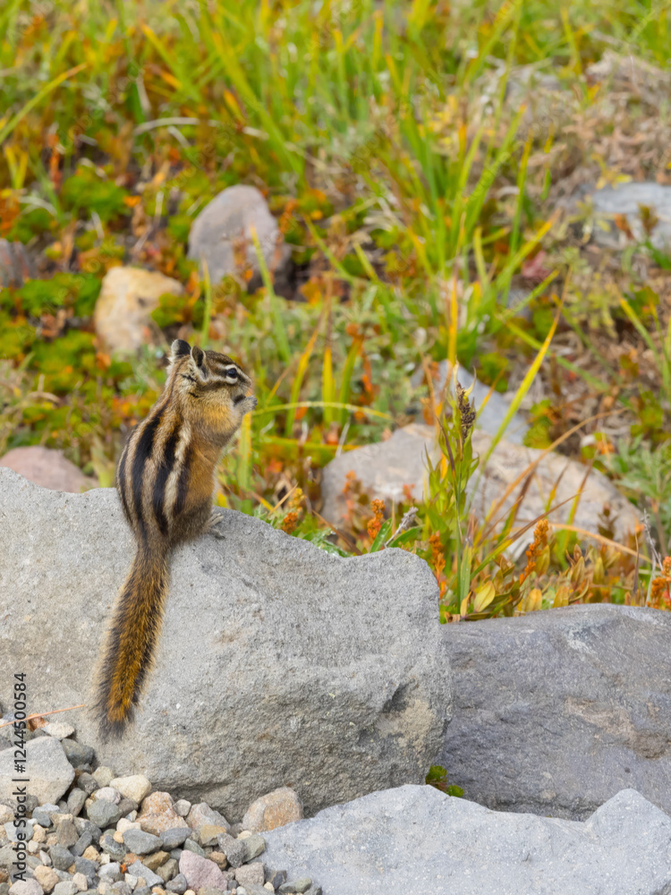 Washington State, Mount Rainier National Park. Townsend's chipmunk ...