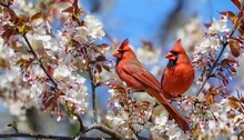 Cardinals In An Apple Tree Free Stock Photo - Public Domain Pictures