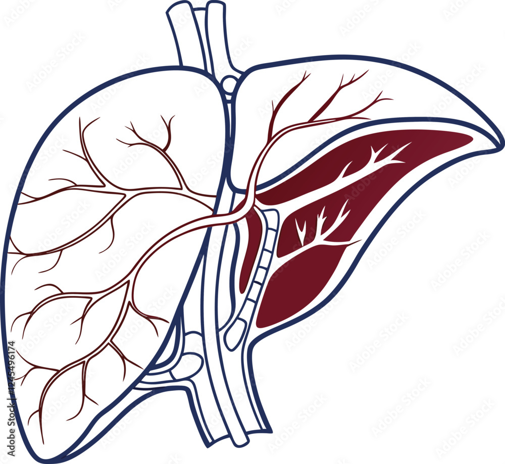 Realistic liver anatomy structure. Vector hepatic system organ ...