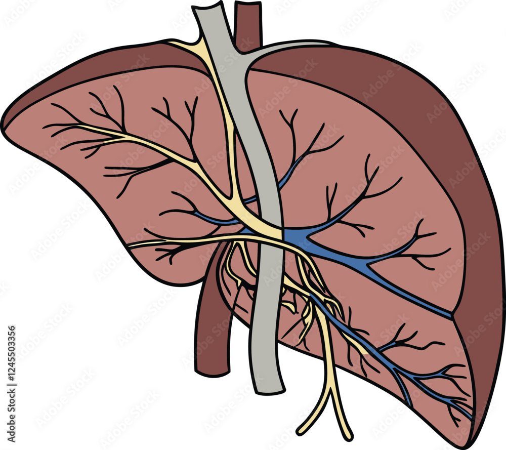 Realistic liver anatomy structure. Vector hepatic system organ ...