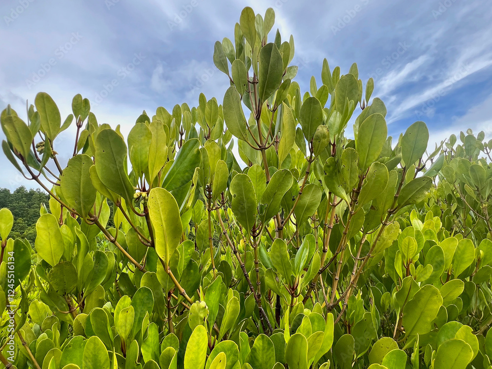 Thung Prong Thong (Golden Meadow) is the most famous landmark in Pak Nam Prasae, Klaeng District ...