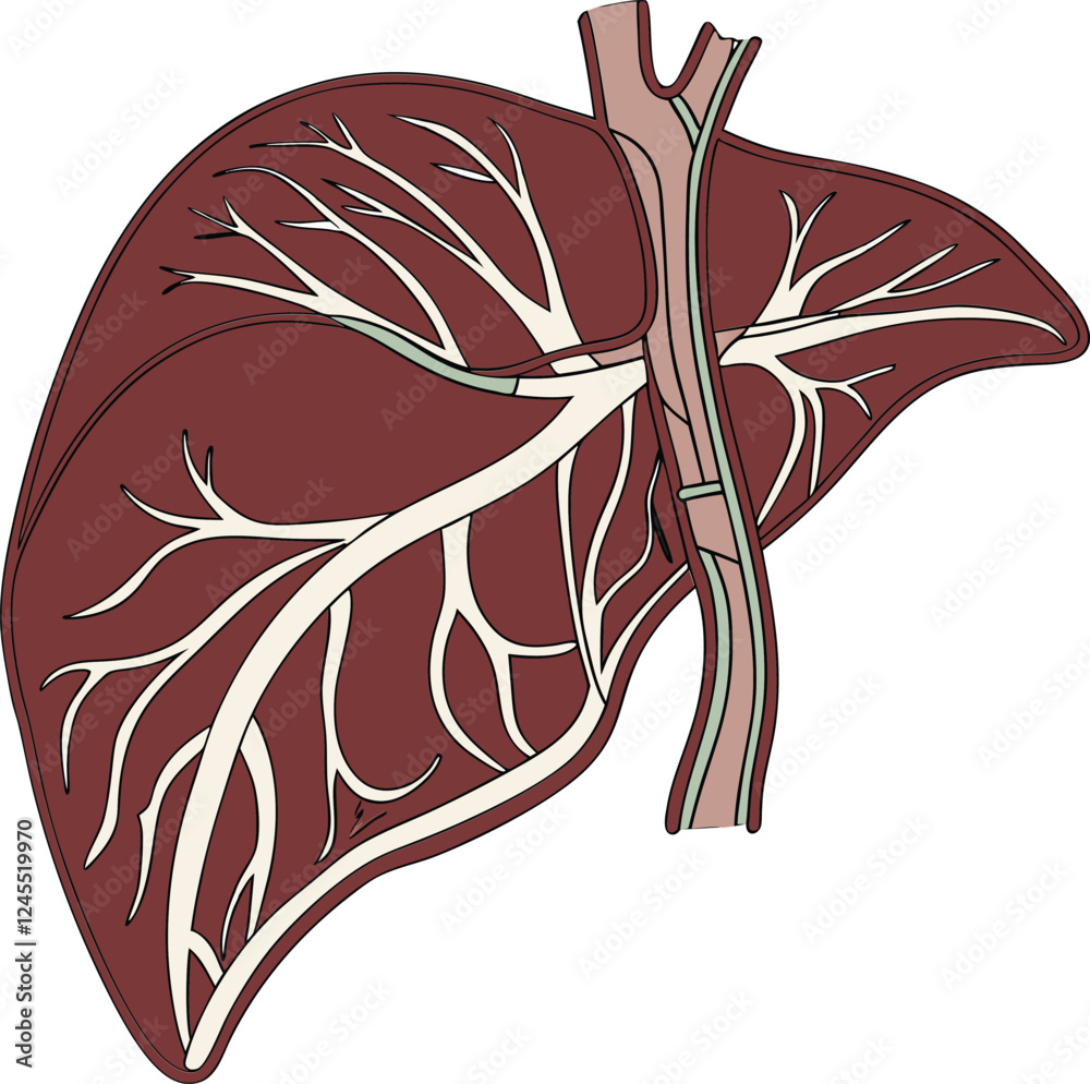 Realistic liver anatomy structure. Vector hepatic system organ ...