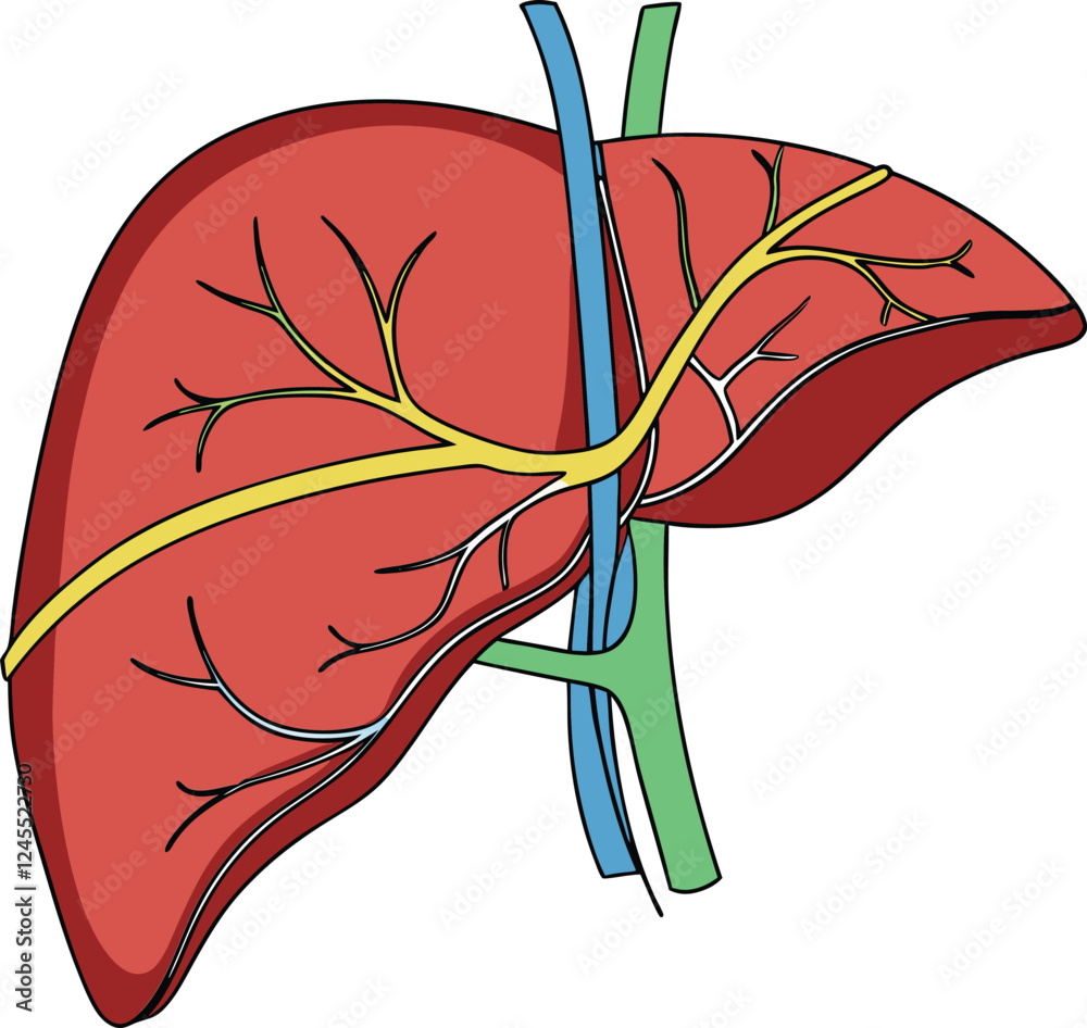 Realistic liver anatomy structure. Vector hepatic system organ ...