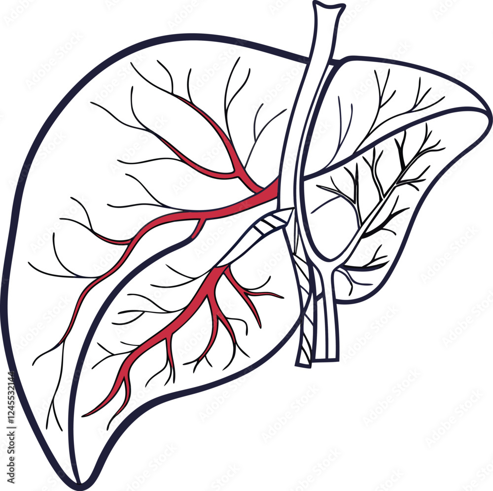 Realistic liver anatomy structure. Vector hepatic system organ ...