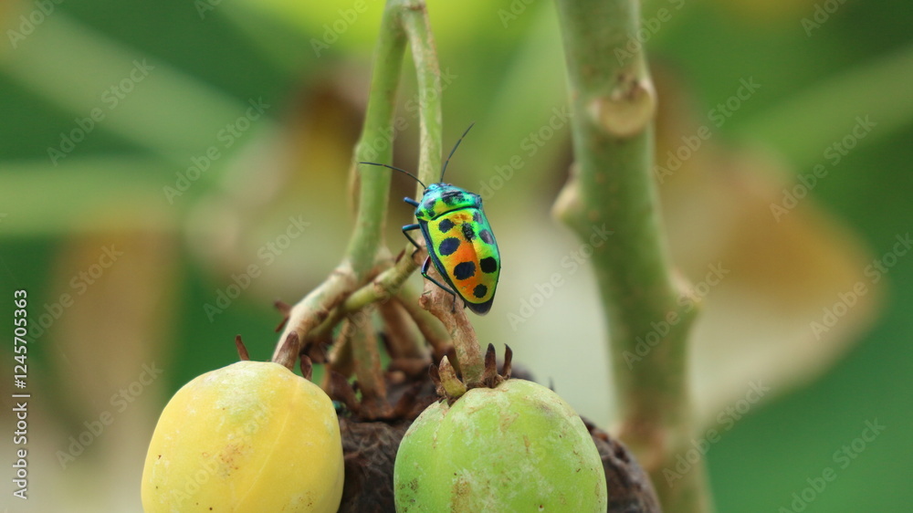 Scutelleridae is a family of true bugs. They are commonly known as ...