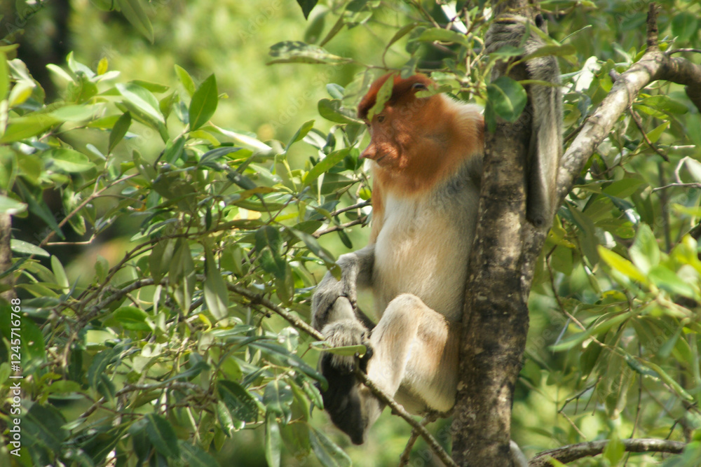 Proboscis monkey (Nasalis larvatus) in a rainforest tree, lateral view ...