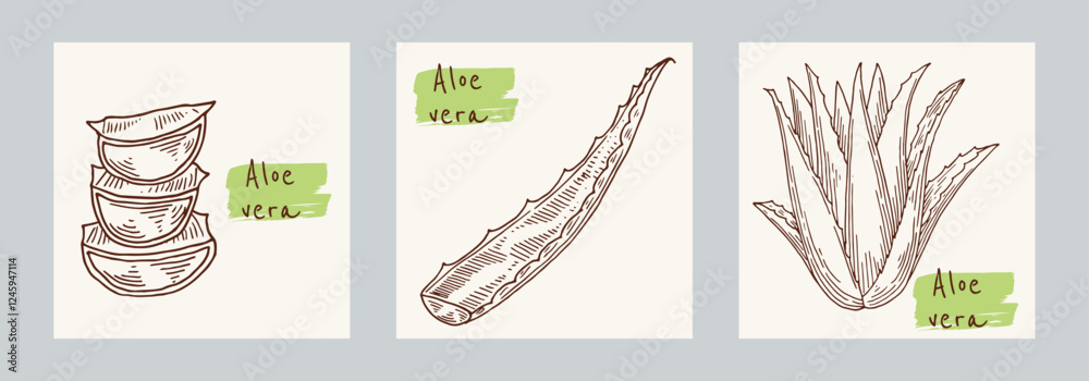 Aloe vera posters template set. Natural cosmetics ingredient. Hand ...
