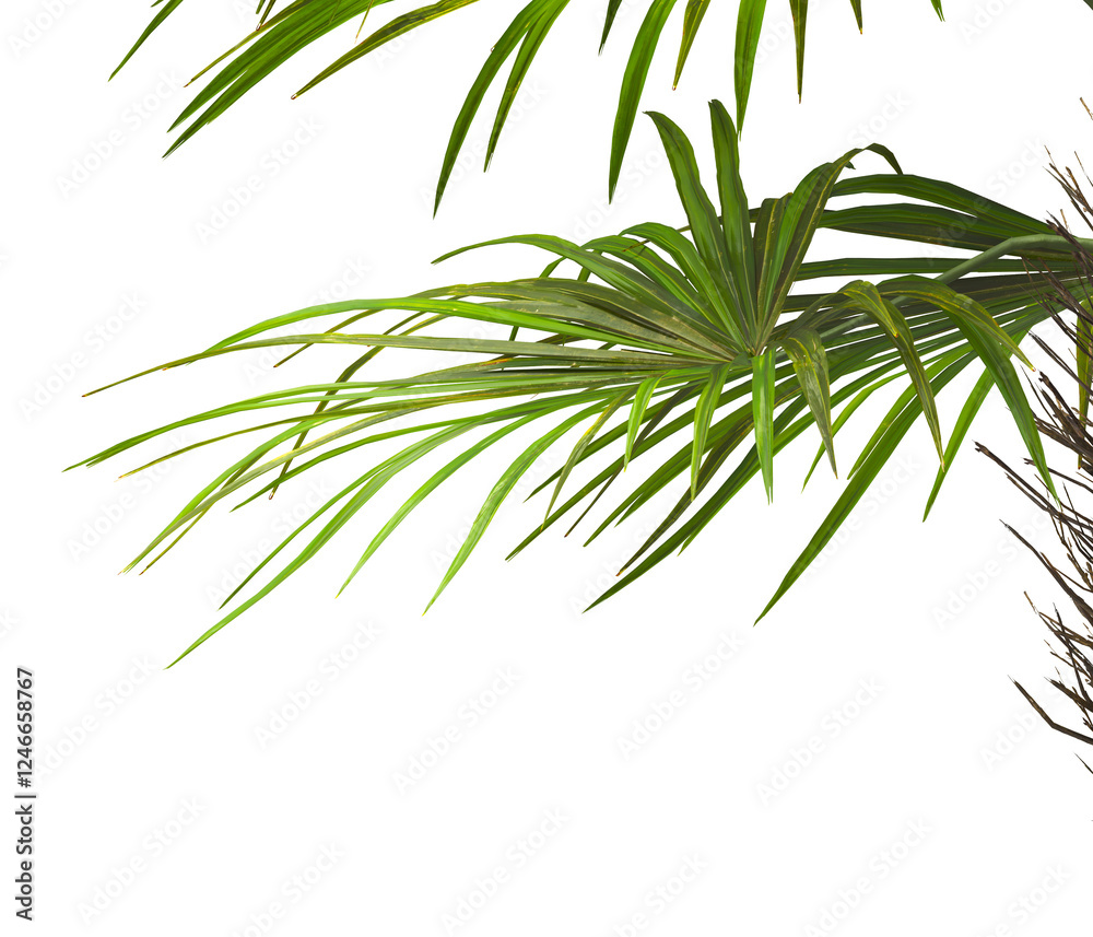 corner palm Tree branch isolated on white background. also known as the ...
