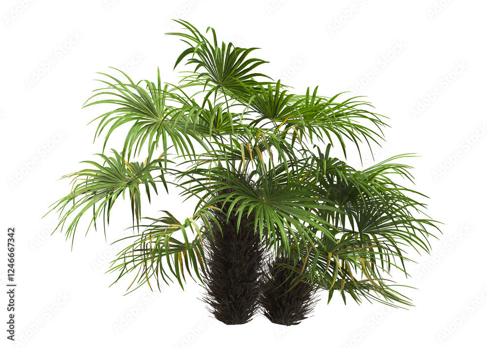 palm Tree isolated on white background. also known as the ...