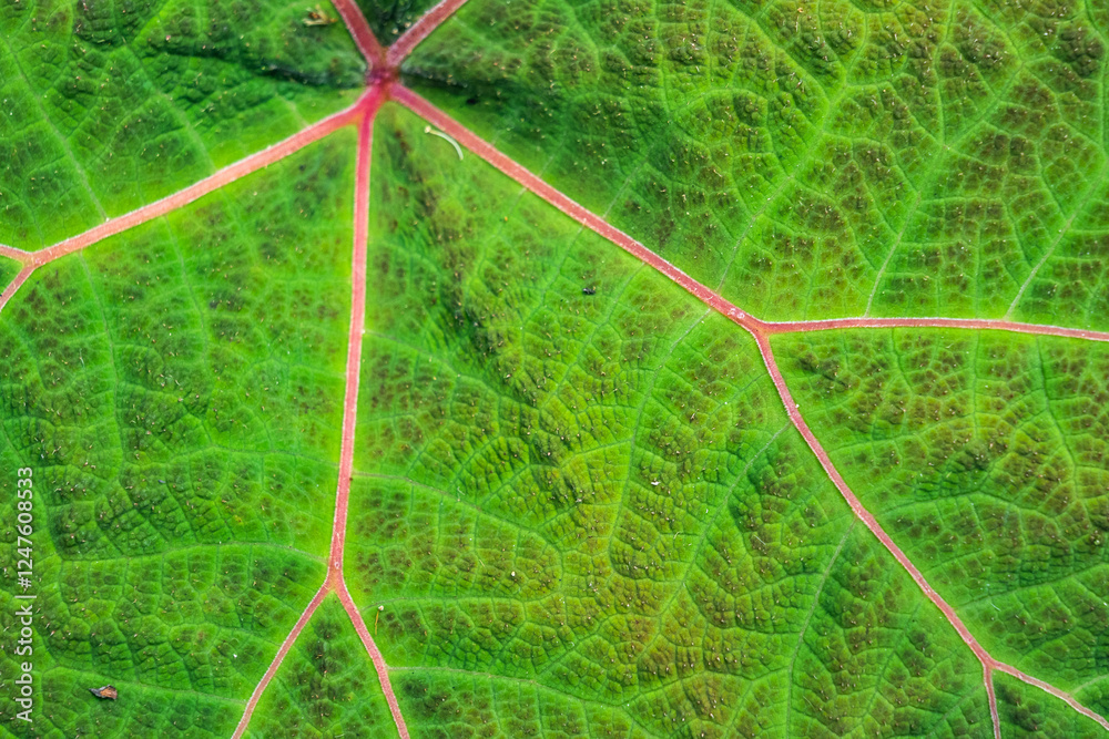 wallpaper texture in high resolution with close view of green leaf with ...