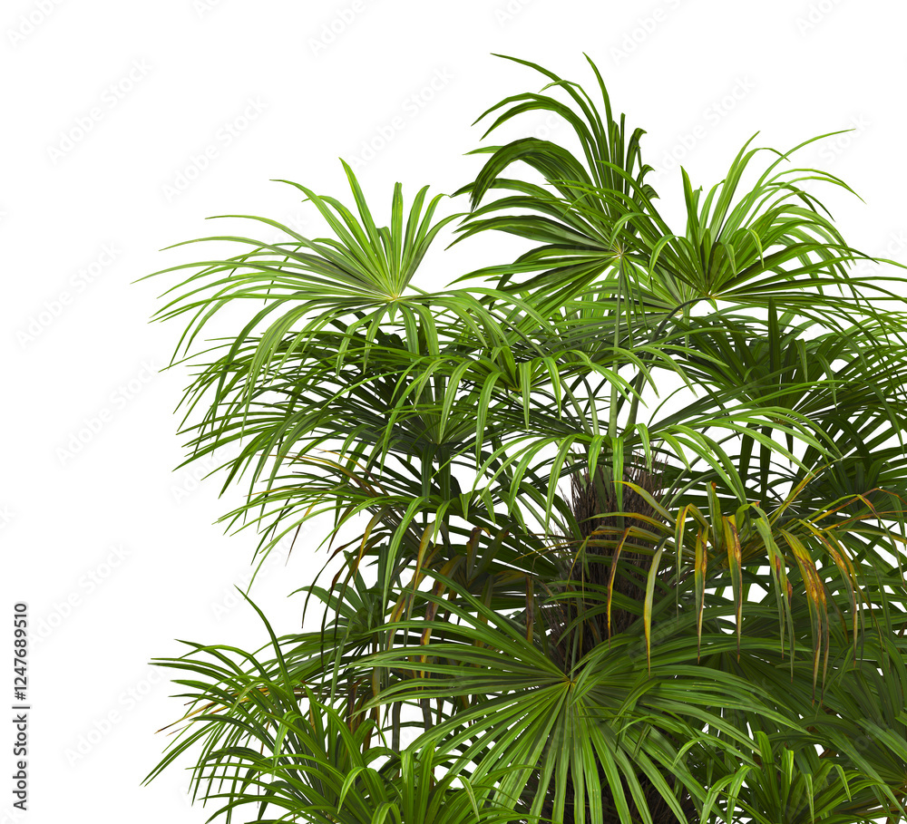 corner palm Tree branch isolated on white background. also known as the ...