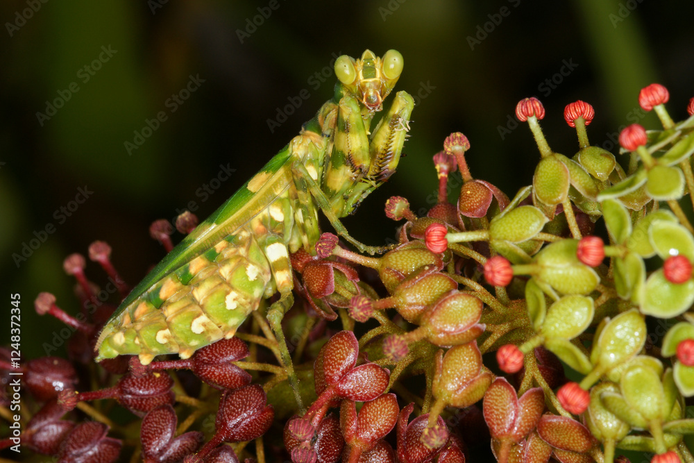 Camouflaged flower mantis (Creobroter ssp.) on inflorescence of ...