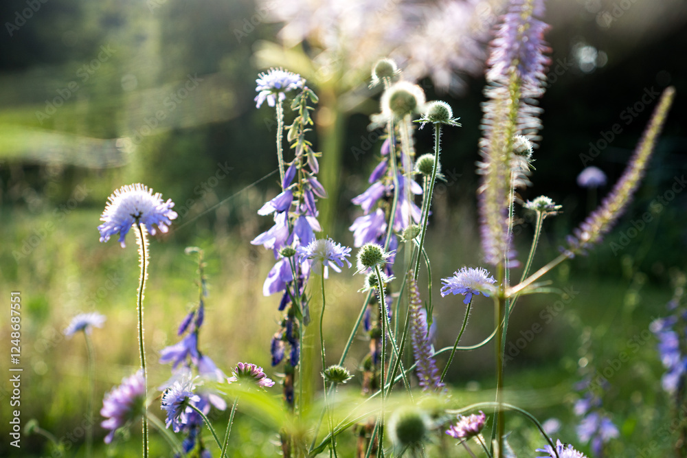 Natural perennial garden with Culver's Root 'Lavendelturm ...