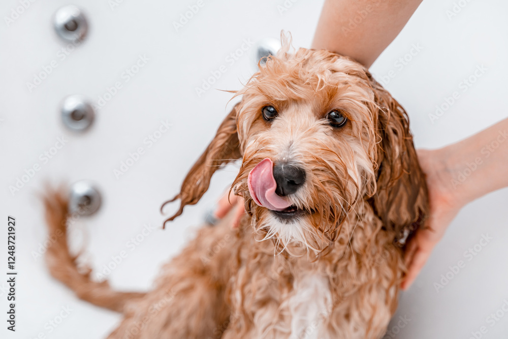 Dog of a Cavapoo or Cockapoo breed is wet in the shower, washing in the ...