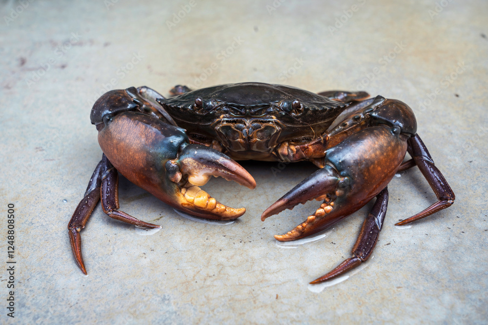 Orange Serrated Mud Crab - Scylla olivacea. alive giant black crab male ...