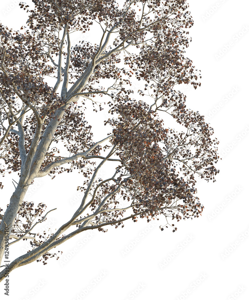 Triadica sebifera Tree corner cutout png transparent isolate Stock ...