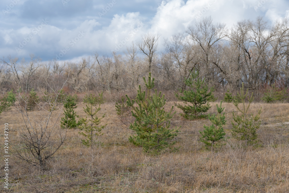Pine trees grow or plantation of young coniferous forest. Newly planted ...