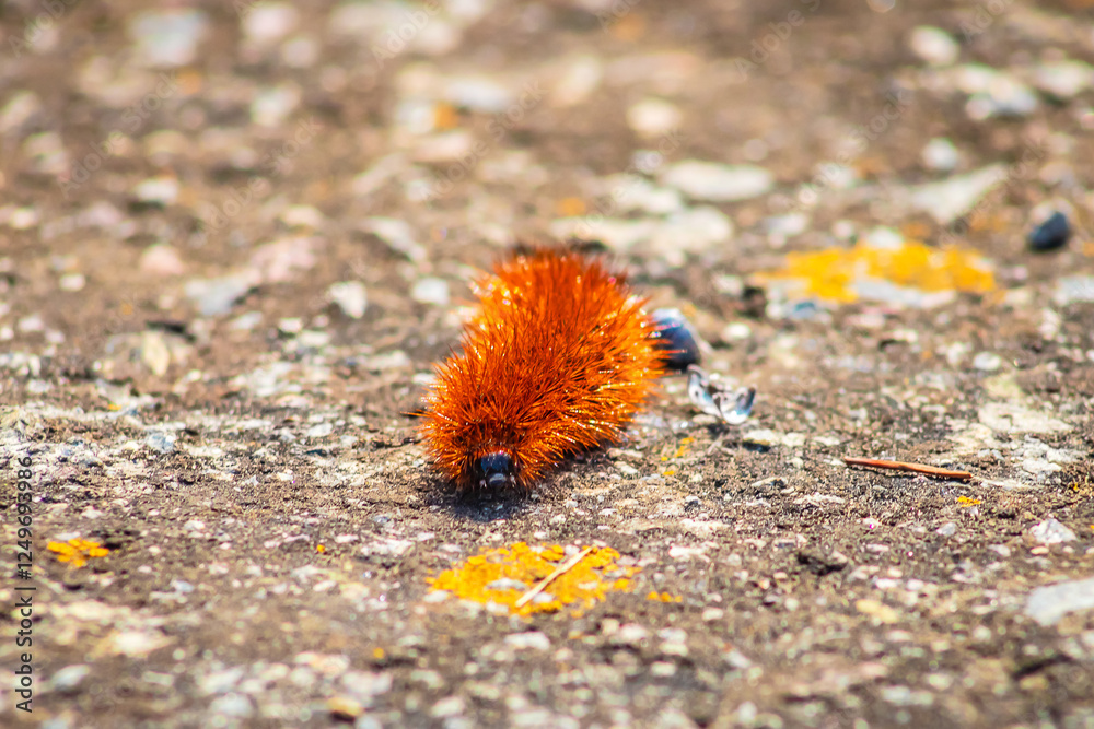 Pyrrharctia isabella, orange-colored moth larva, caterpillar in the ...