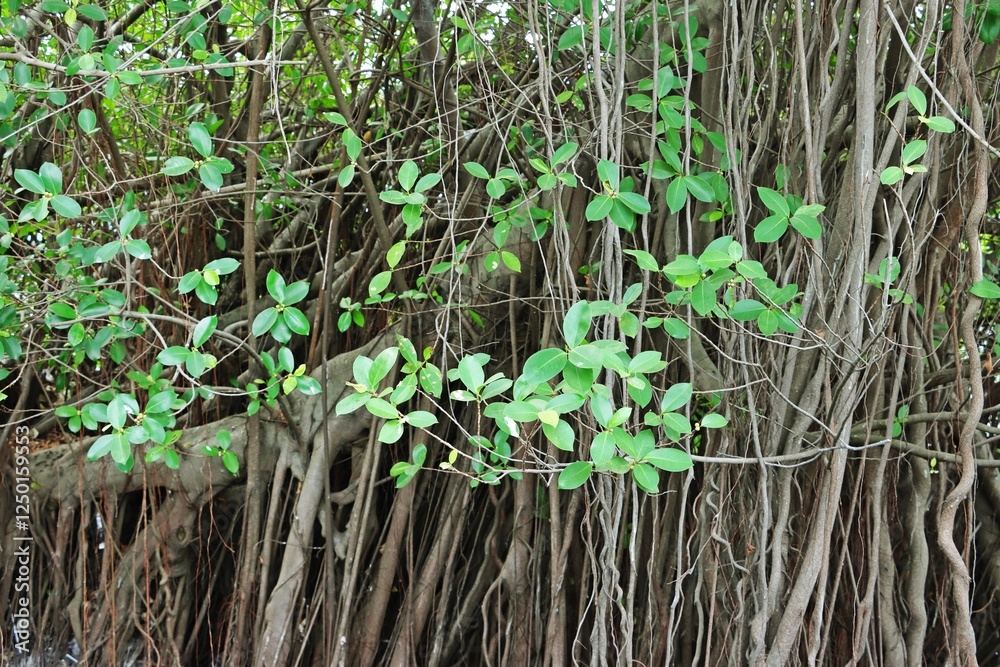 Malayan banyan or Indian laurel (Ficus microcarpa) with aerial roots ...